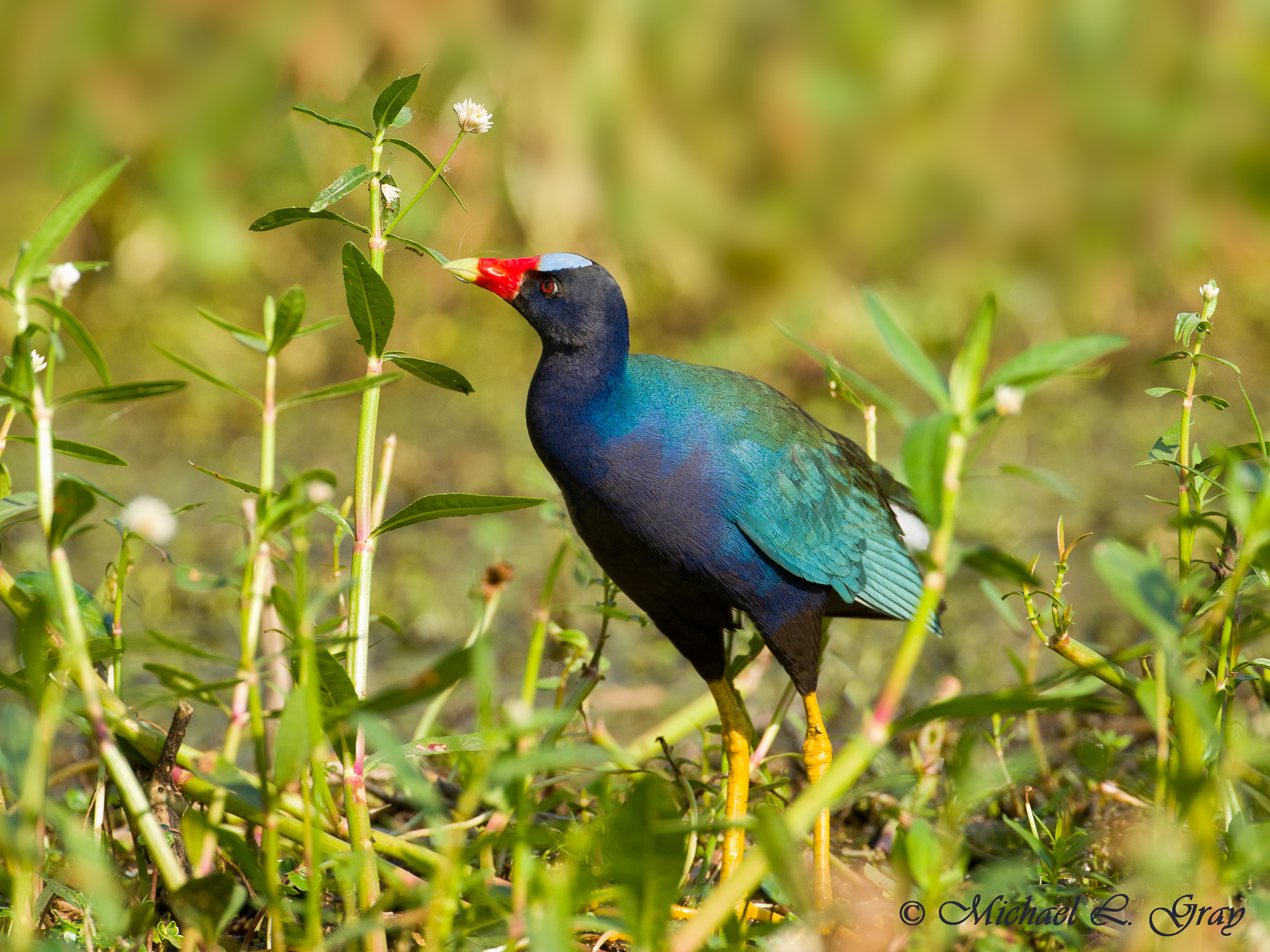 Marshbirds – GoMAMN