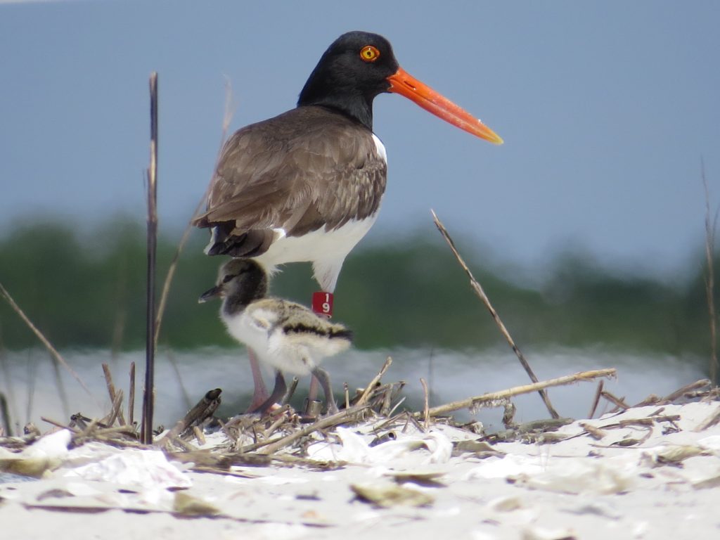 Recovering Florida’s Shorebirds and Seabirds – GoMAMN