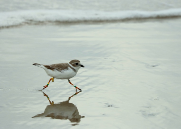 Project Spotlight: Texas Shorebirds – GoMAMN